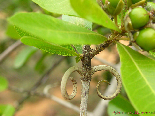 Linaceae : Flax Family of Flowering Plants