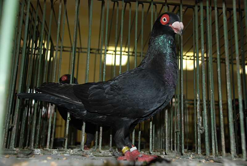 Bohemian Bagdad ( Ceská Bagdetta ) - Pigeons fall