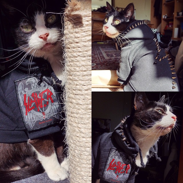 HARDROCKERA.... "I Love Rock 'n' Roll": PetHaus la moda más rockera ...