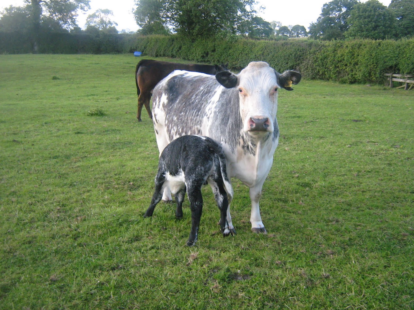 Cow Pictures: Cow Pictures - Belgian Blue Cross Cow with Limousin Calf