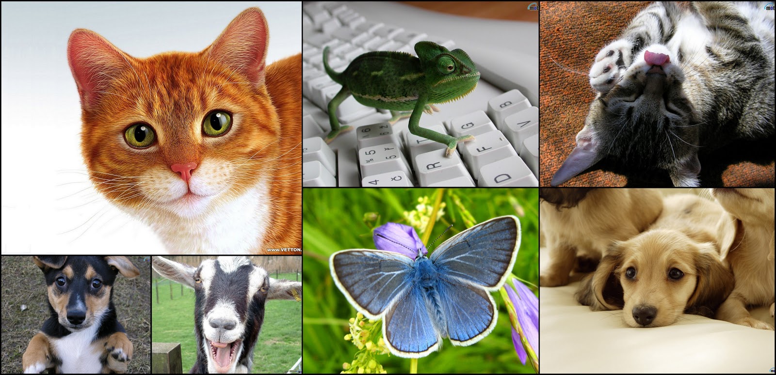 Multi Animals Wallpaper 2 ~ Blast of Wallpapers