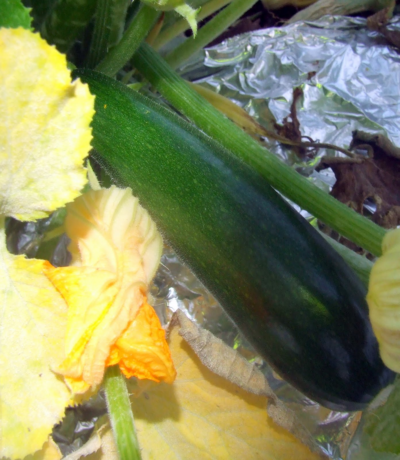 Stuff by Cher: How my garden grows - Powdery mildew on my zucchini plants!