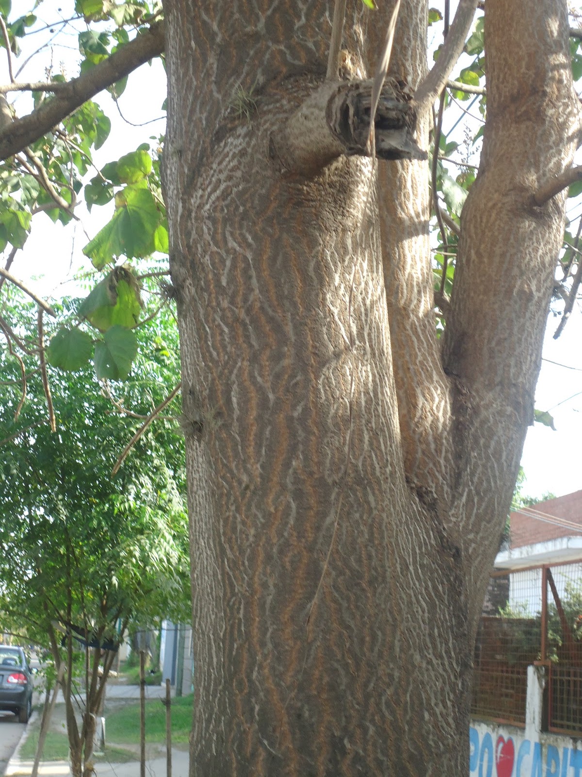 v e r d e c h a c o: Kiri / Paulonia / Árbol de la princesa