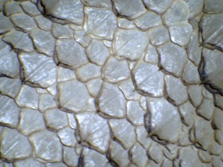 Mrs Bizzy's Class Blog: Lizard Skin