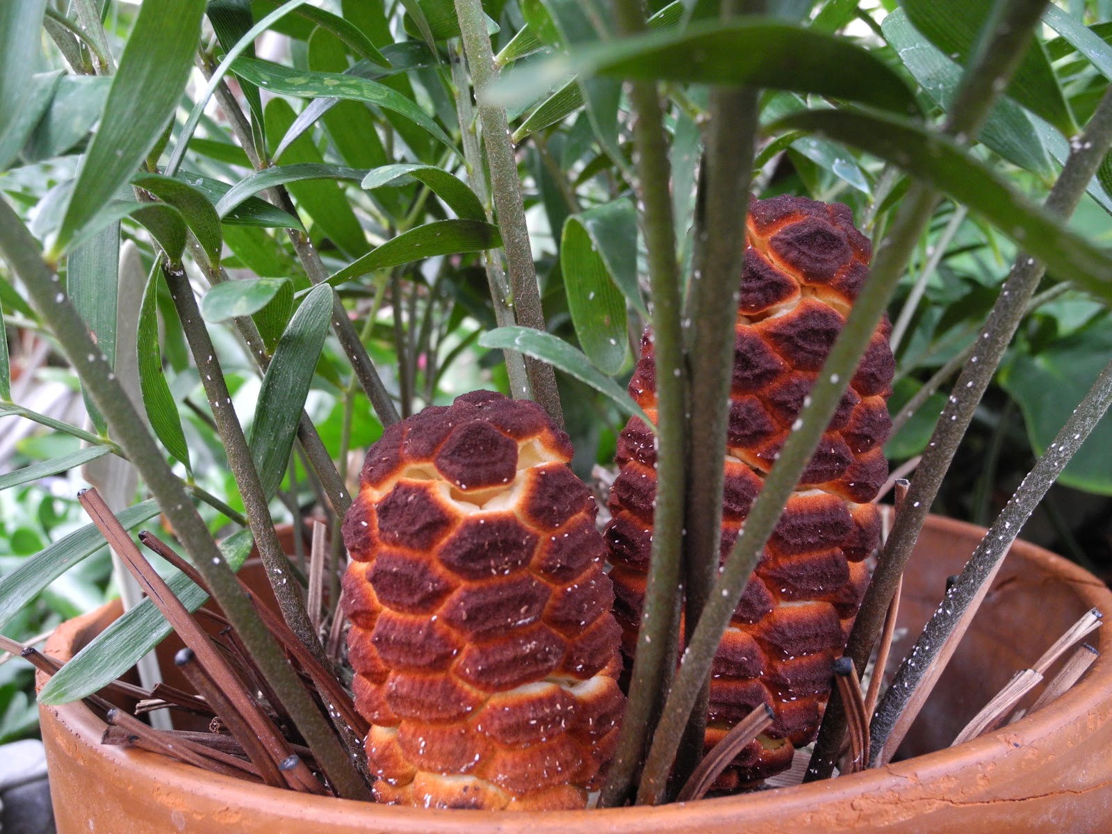 The Phytophactor: December 2012