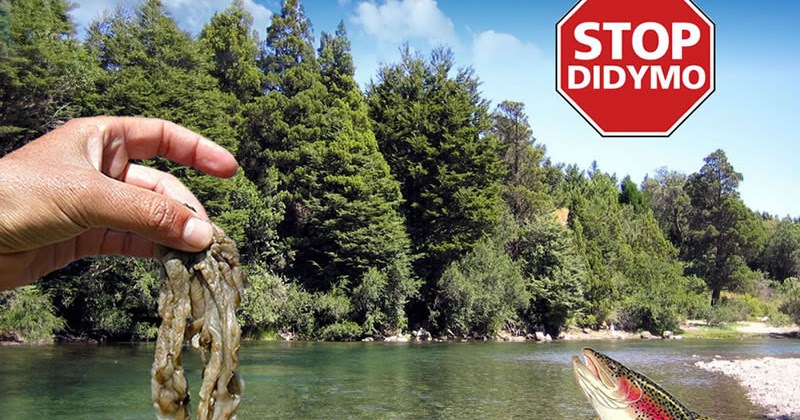 Patagonialink - Chile