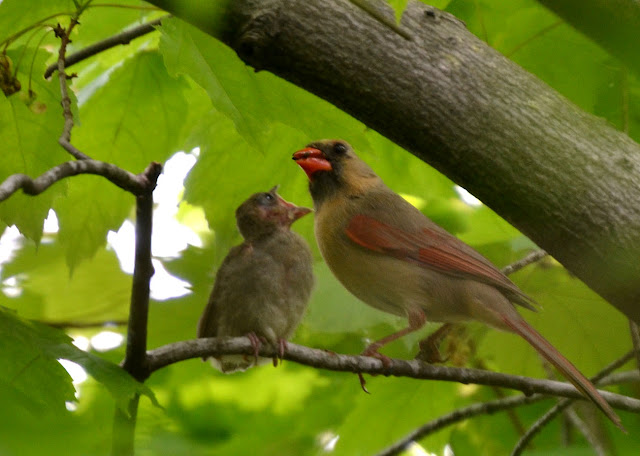 Woods Walks and Wildlife: Baby Cardinal