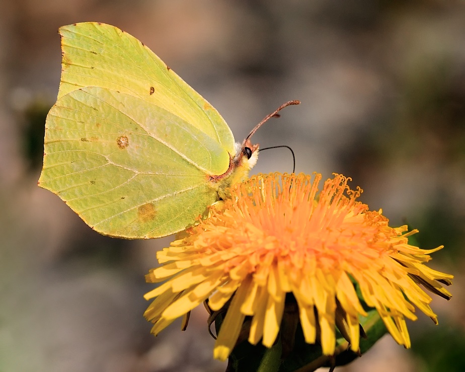 Knuts tips om makrofotografering: Sommerfugler på våren