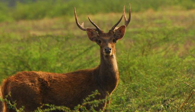 Klasifikasi, Ciri ciri dan habitat Rusa Bawean hewan endemik indonesia ...