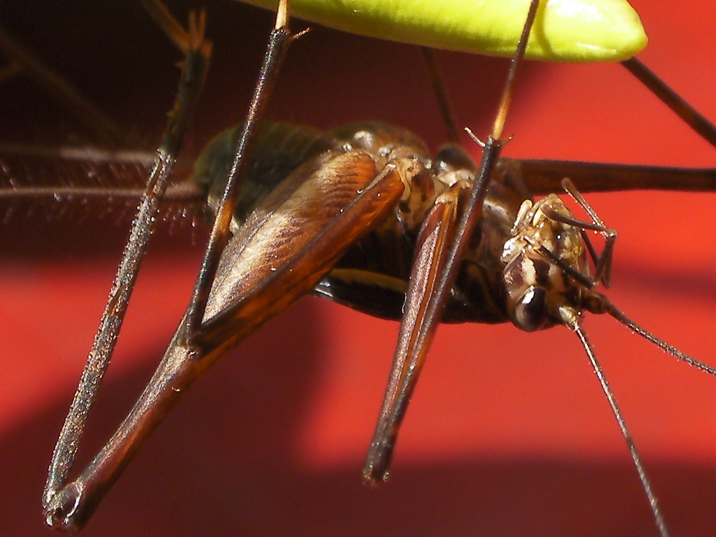 Quaoar Power Zoo: spricket (Uvaroviella sp) - Montezuma, Costa Rica
