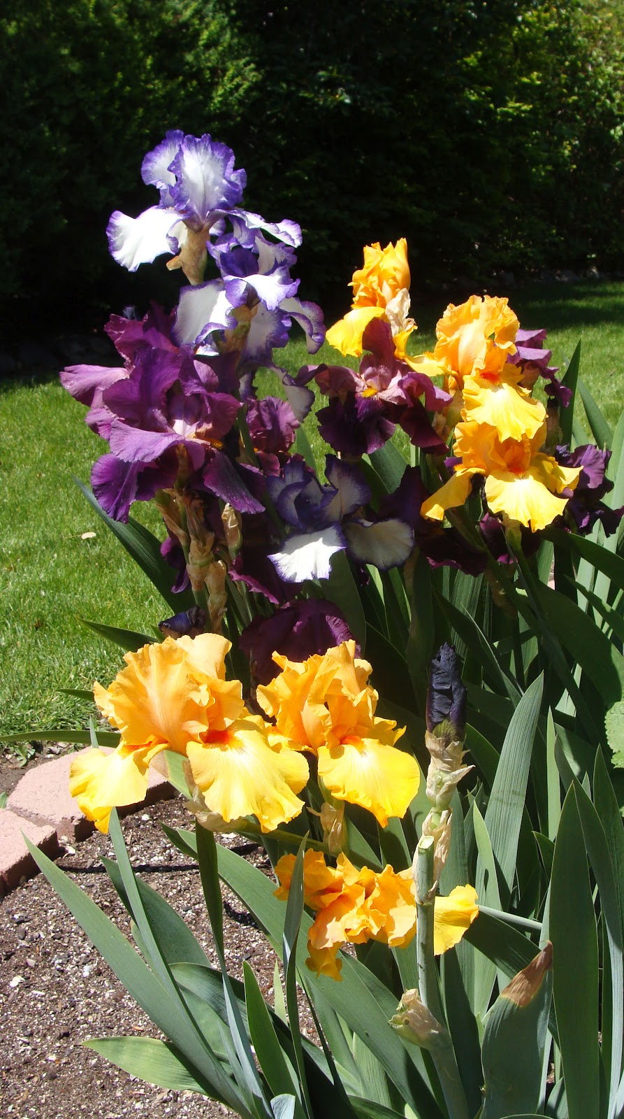 Urth Picture Post: The Iris Are in Bloom!