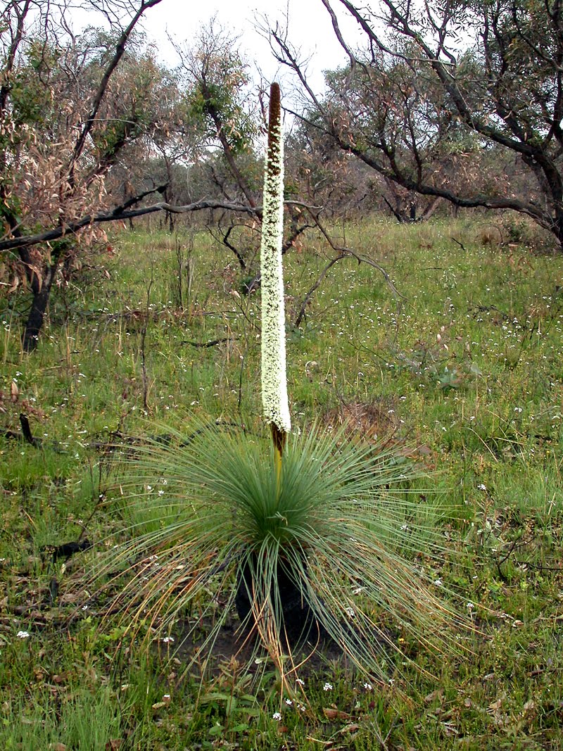 Images by Christine Walsh: Wildflowers of Anglesea