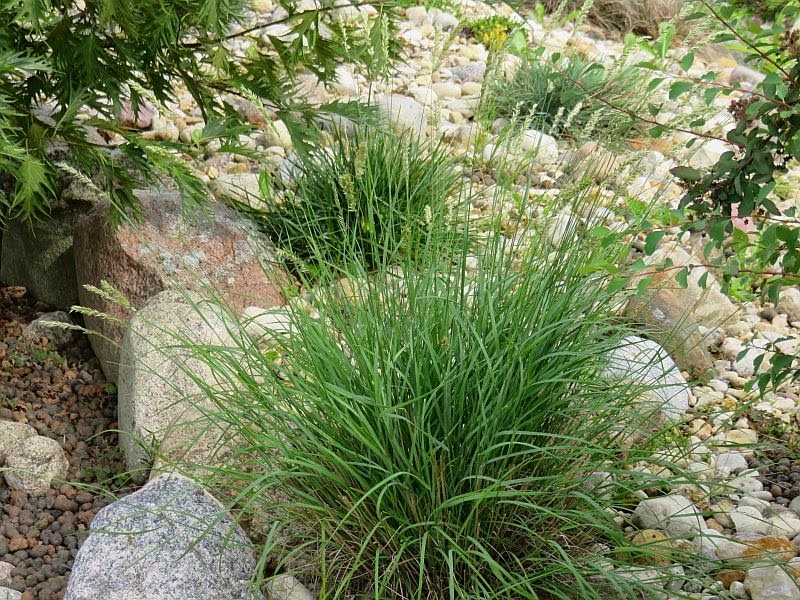 MUHEDIKU MAAILM: SASIPEAD