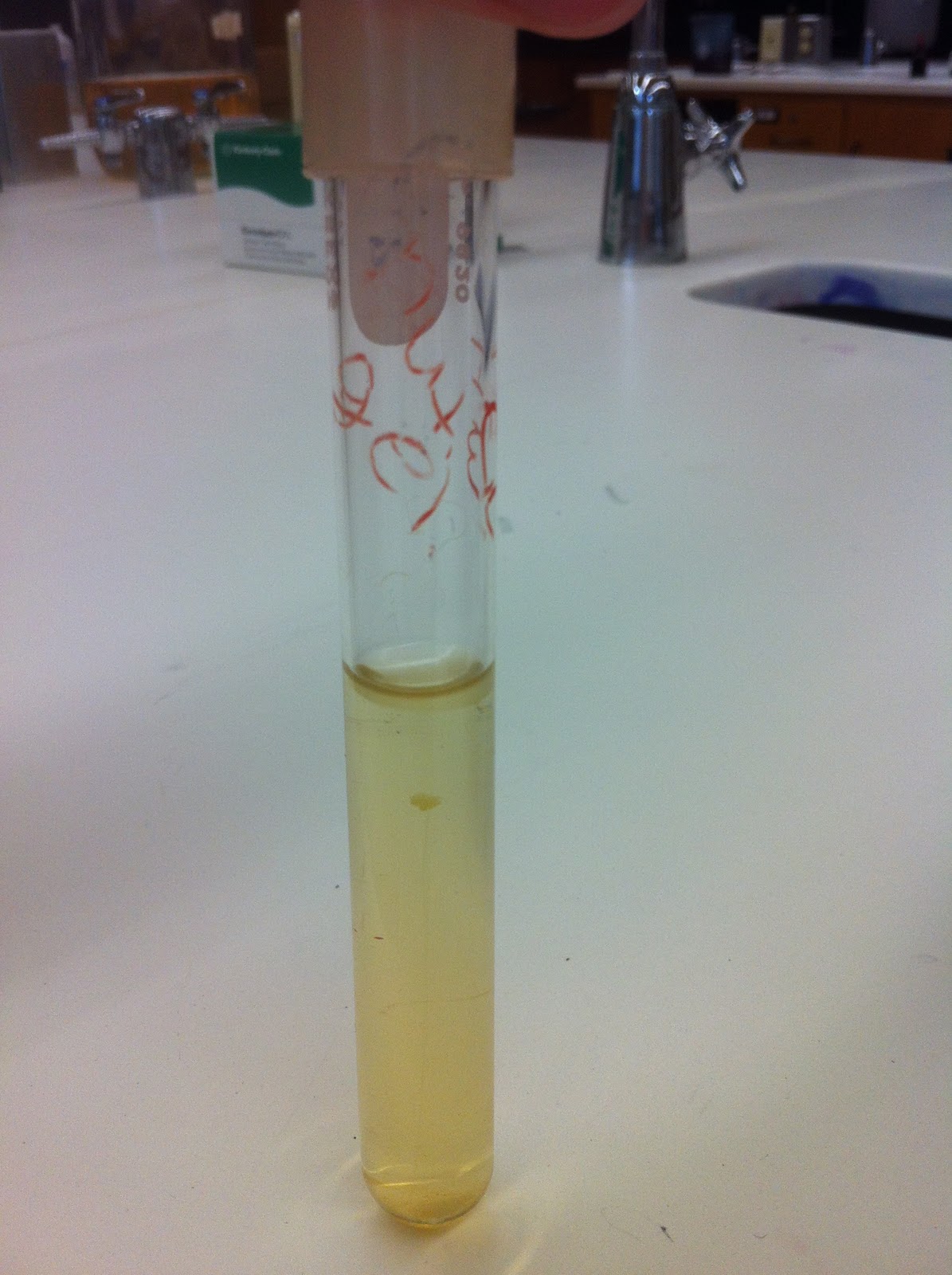 Courtney and Hannahs Bacterial Escapades at Franciscan University of ...