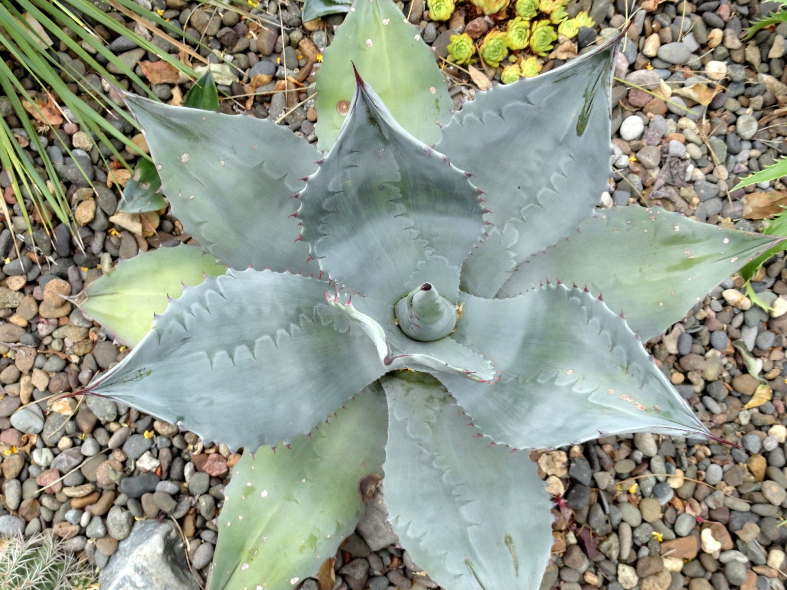 danger garden: The state of the agaves, summer 2013…