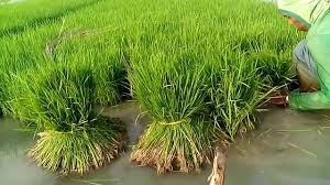 Tips Budidaya Tanaman Padi