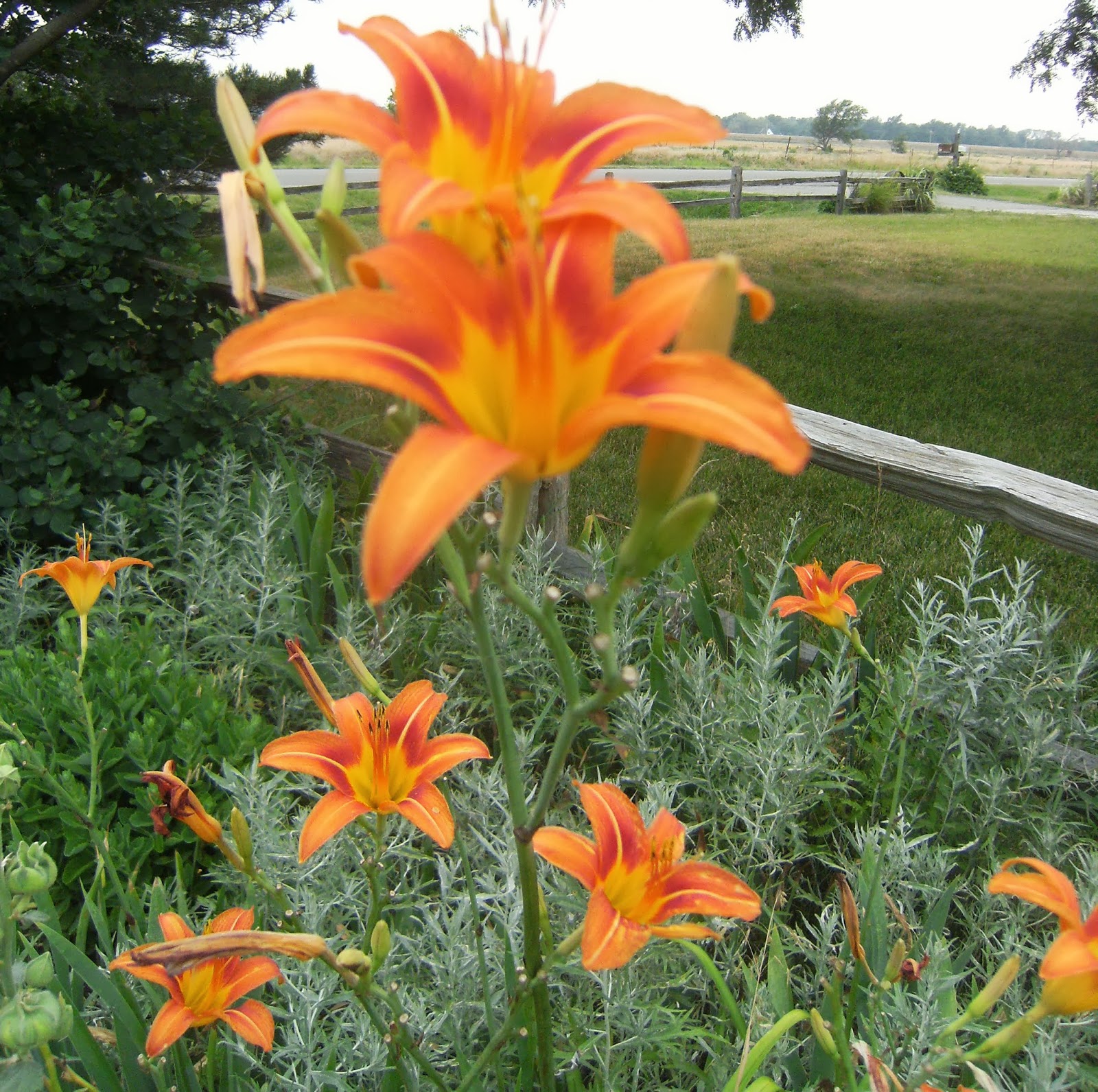 See the Beauty in the Ordinary: A Kansas Country Garden: Jubilant July