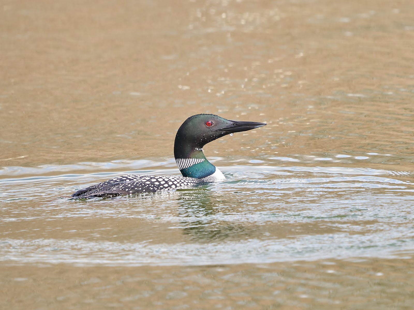 Mike's Photographs : Loons