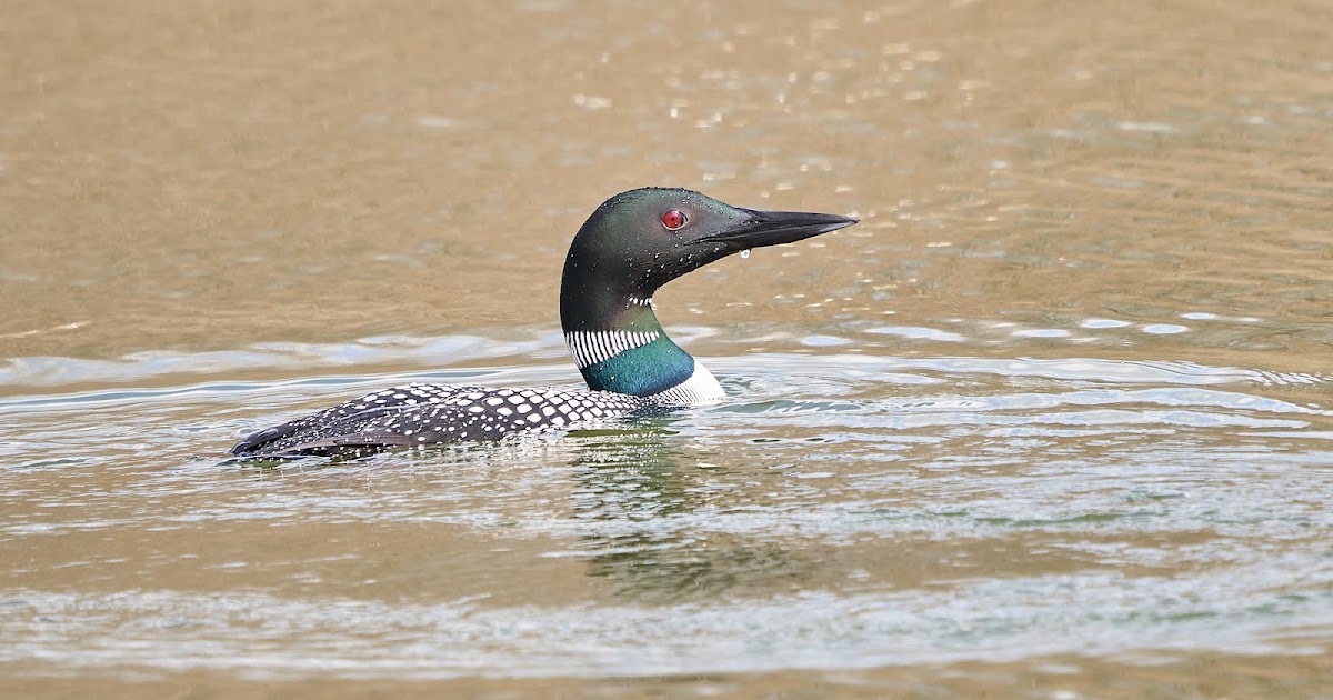 Mike's Photographs : Loons