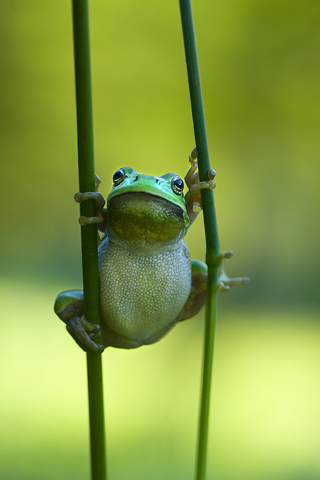 iPhoneZone: 20+ Most Beautiful Examples of Frog Wallpapers for iPhone