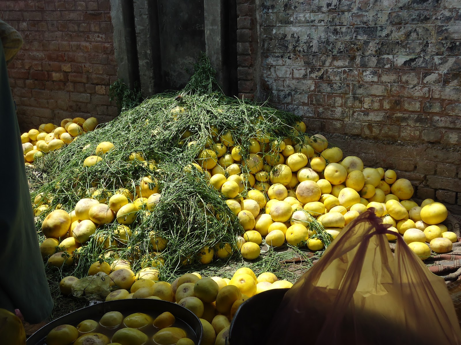 Summer In Pakistan Means Luscious Melons - Youth Journalism International