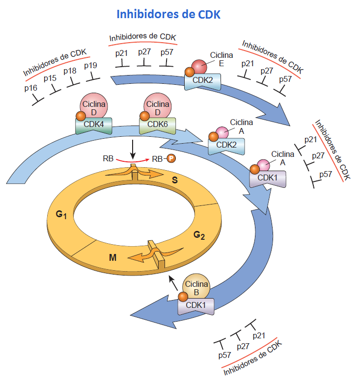 Mitosis y meiosis: El control del ciclo celular y la apoptosis