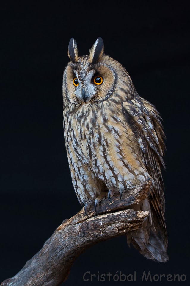 Fotografia: Búho chico
