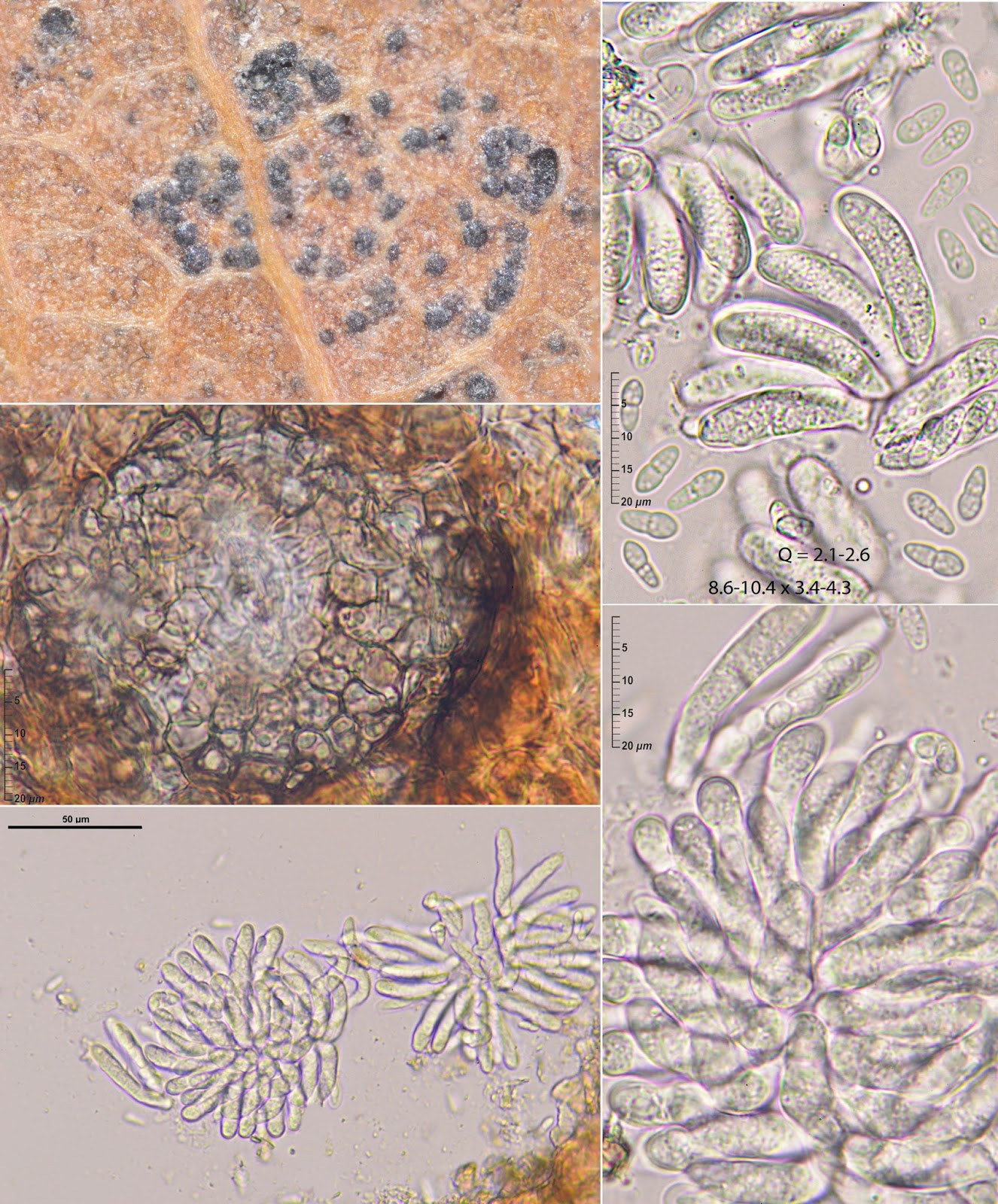 Mycosphaerella punctiformis (Pers.) Starbäck • CEMAS