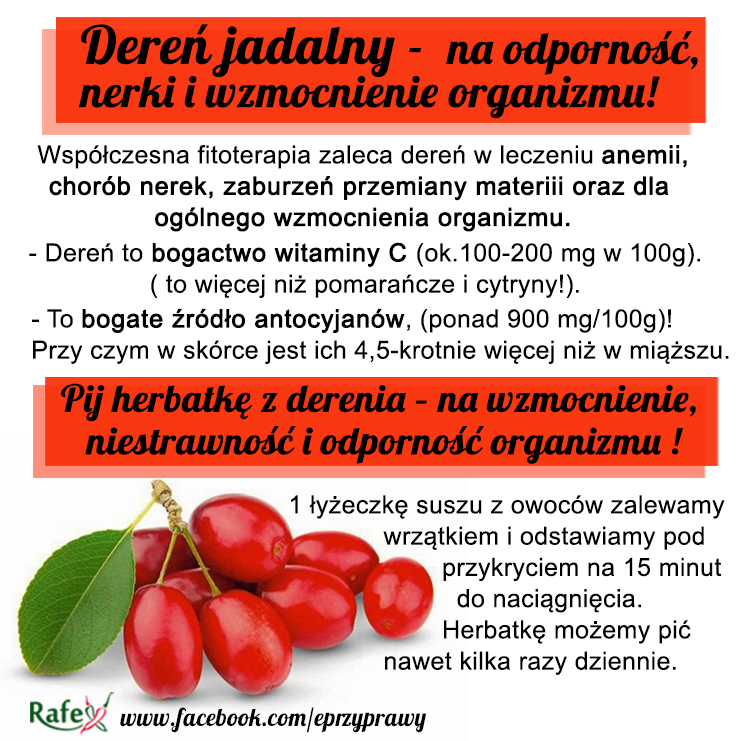 DEREŃ JADALNY - bogactwo witamin, właściwości lecznicze i zastosowanie ...