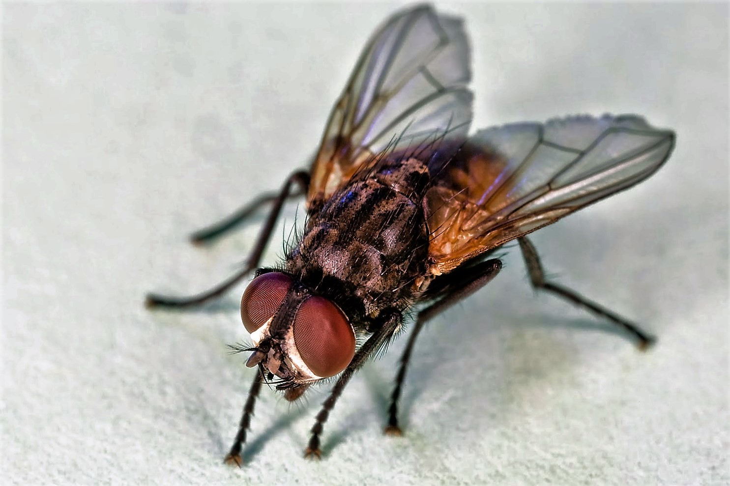 Fieggentrio: Insecten en spinnen