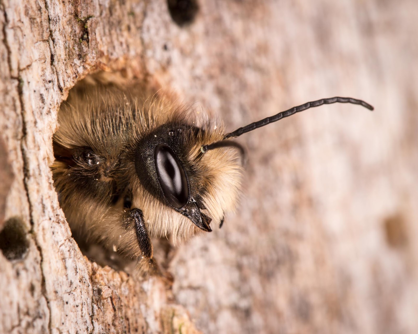 TrogTrogBlog: More red mason bees