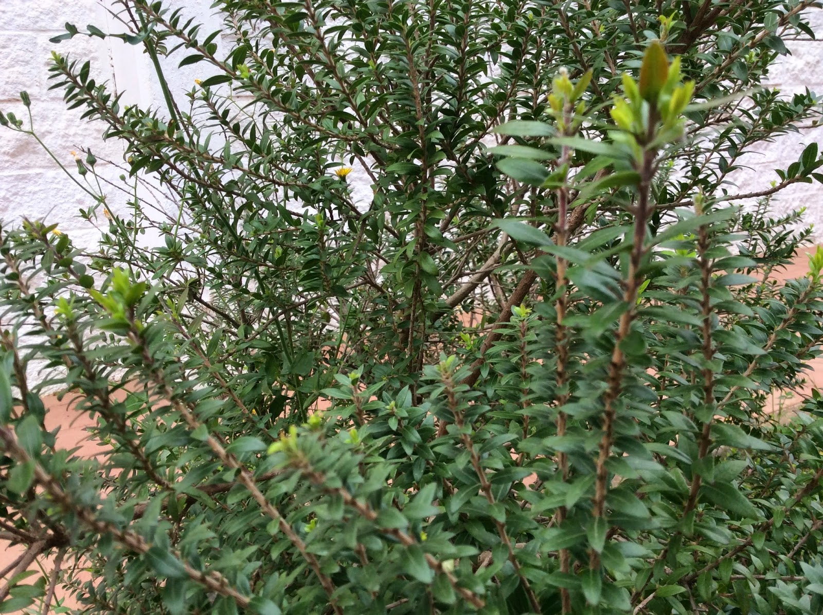 Plantas Medicinales Tian: MIRTO O ARRAYÁN