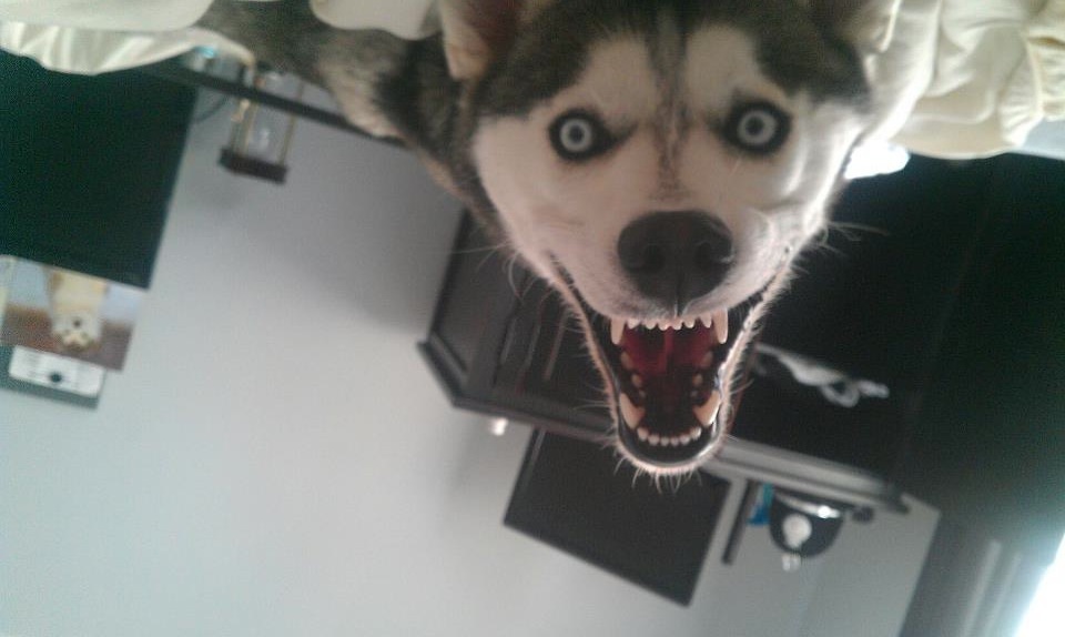 White Wolf : Huskies Go Crazy: 17 Funny Husky Pictures That Will Put A ...