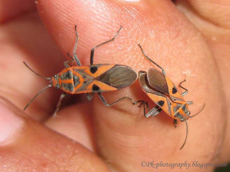 Small Milkweed Bug | Nature, Cultural, and Travel Photography Blog