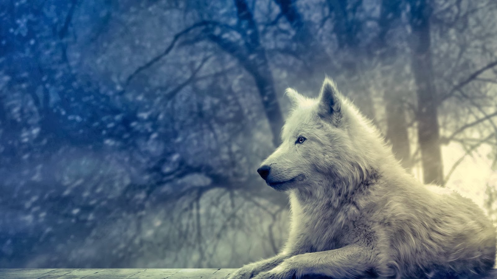 Świat piesków i kotków :D: Tapety na pulpit