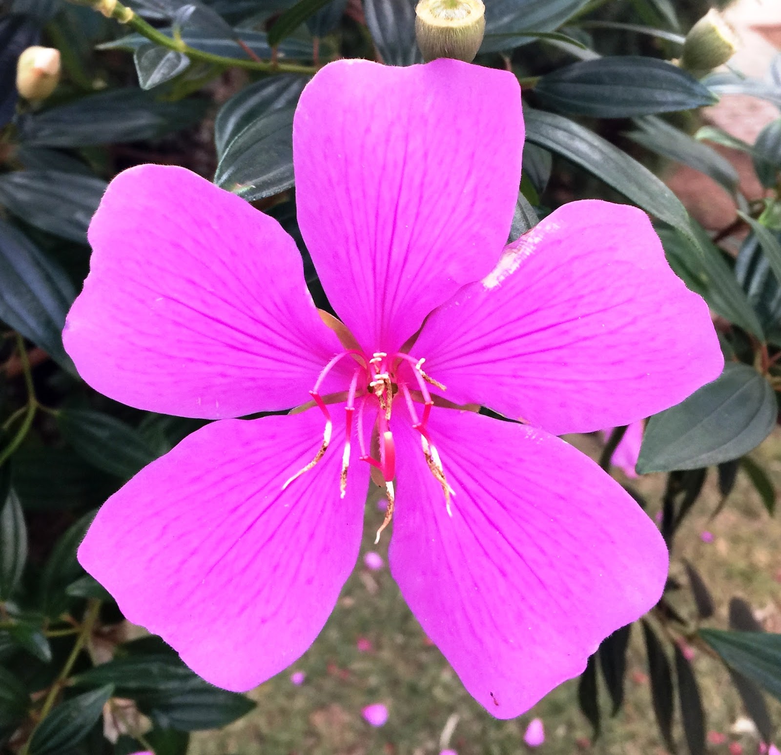 Blog da Tê: Manacá-da-serra e suas flores que mudam de cor