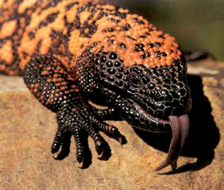 Born Loser: The "" Gila Monster