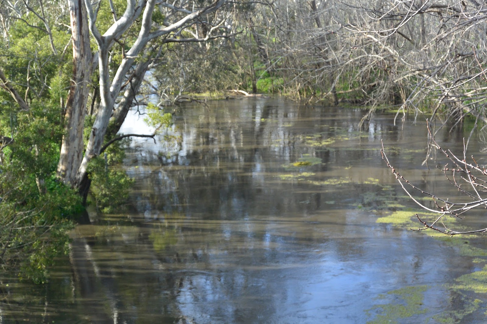 Barwon Blog: ...and up they rise!