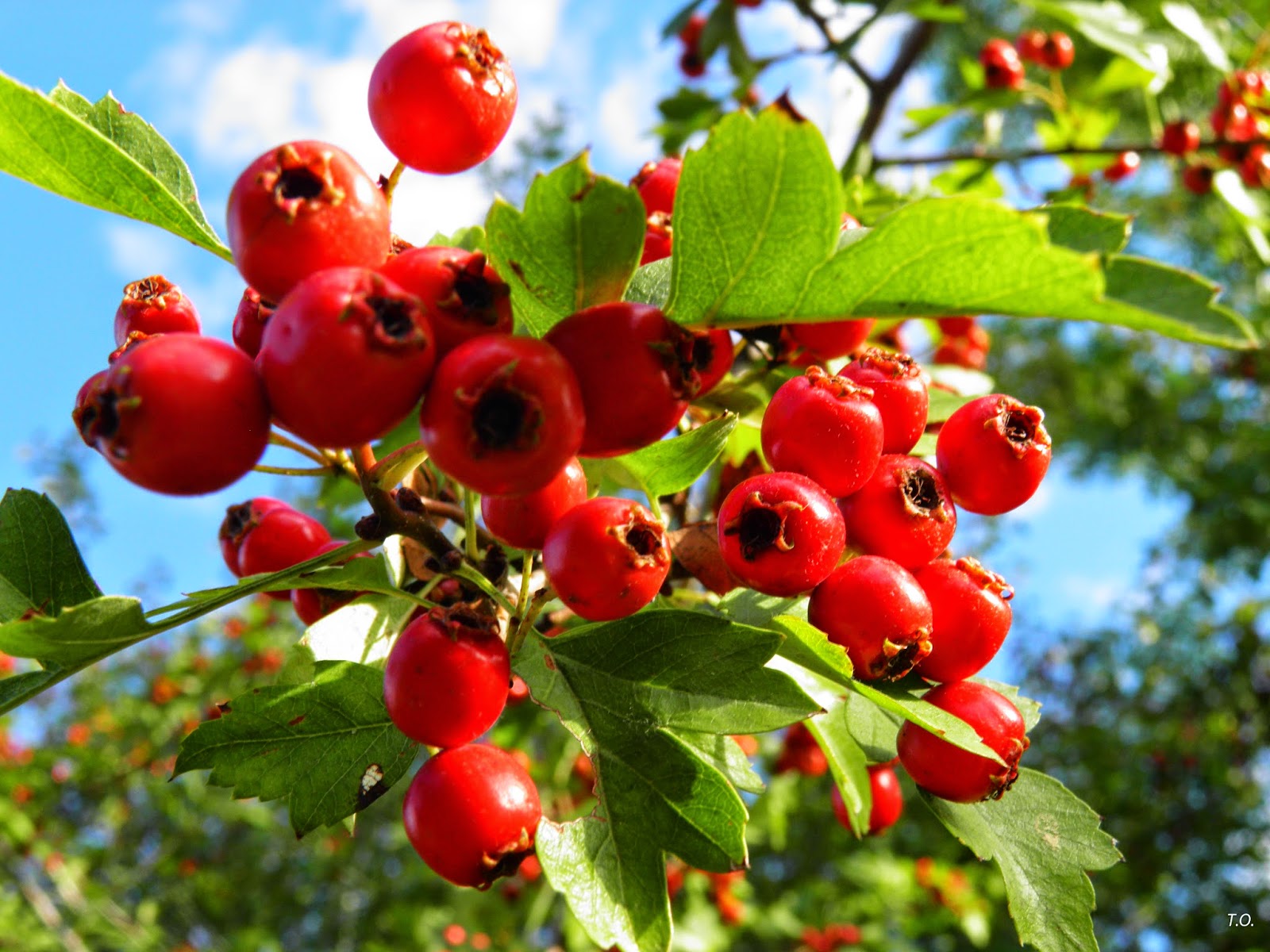 PASARI DIN ROMANIA: PLANTE SALBATICE (1), Arbusti si arbori