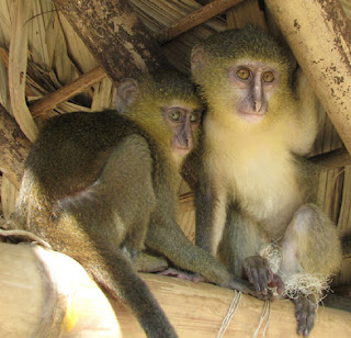 Species New to Science: [Mammalogy • 2012] Lesula | Cercopithecus ...