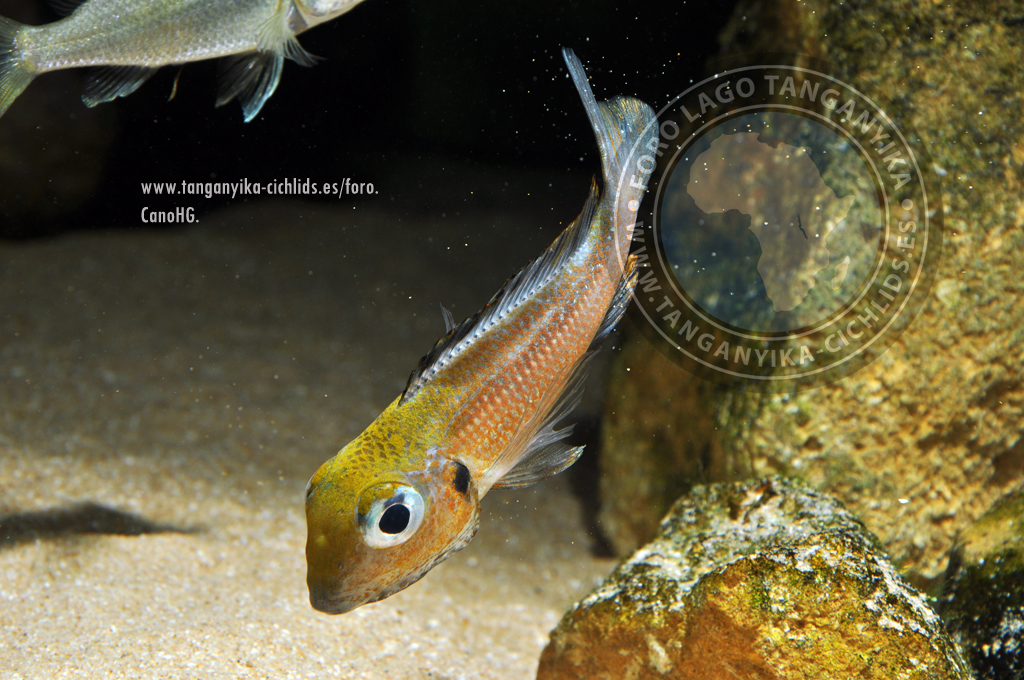 Aquatic: Callochromis macrops Ndole, (Cíclido del Lago Tanganyika)