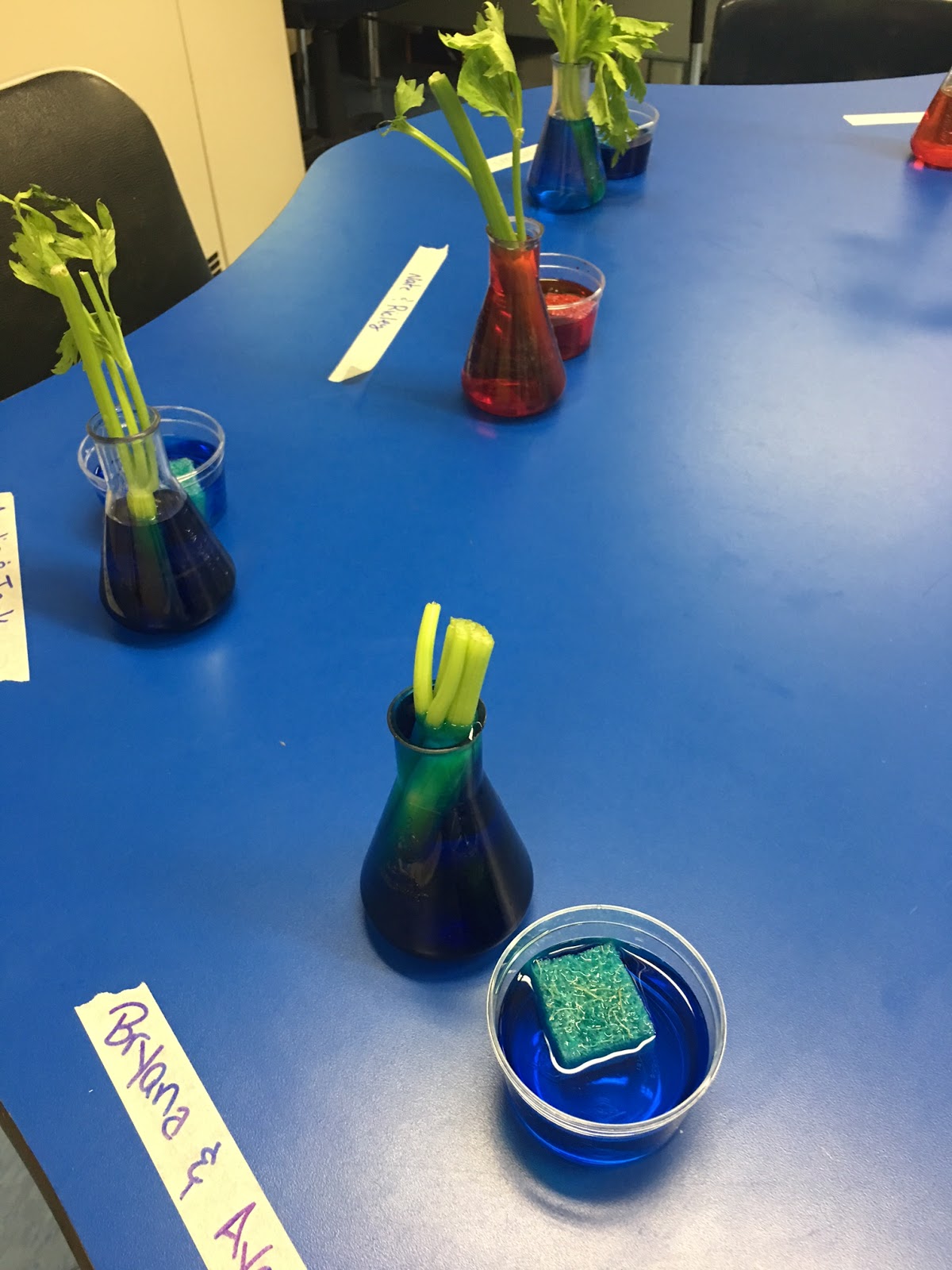 Mrs. Eason's Classroom: Vascular vs. NonVascular Plants