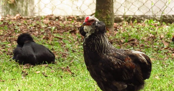 Sussex kokoši, Australorp kokoši, Chabo kokoši: ARAUCANA KOKOŠI