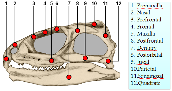 Punk Biology Student Blog: Tuatara (Sphenodon punctatus)