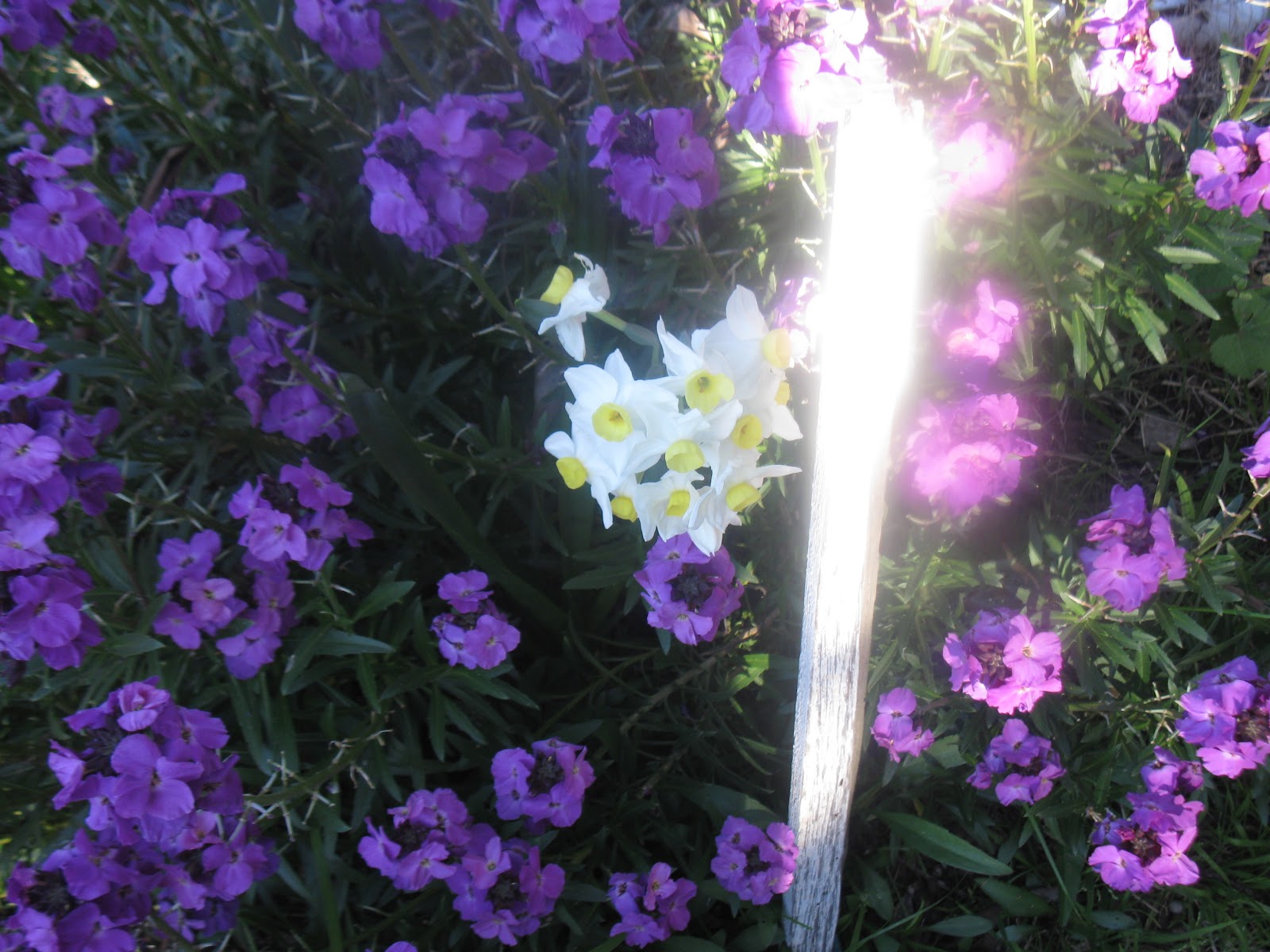 Kevin Slattery Gardening