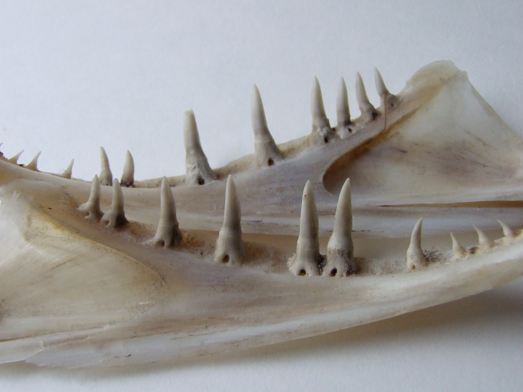 Species of UK: Week 18: Pike (Esox Lucius)