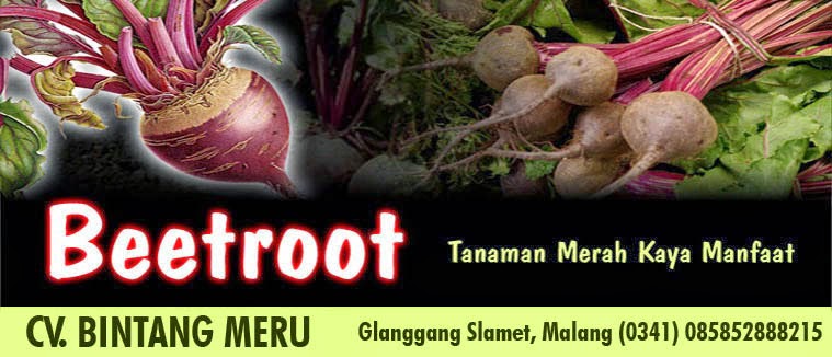 Beet Root: Tanaman Bit