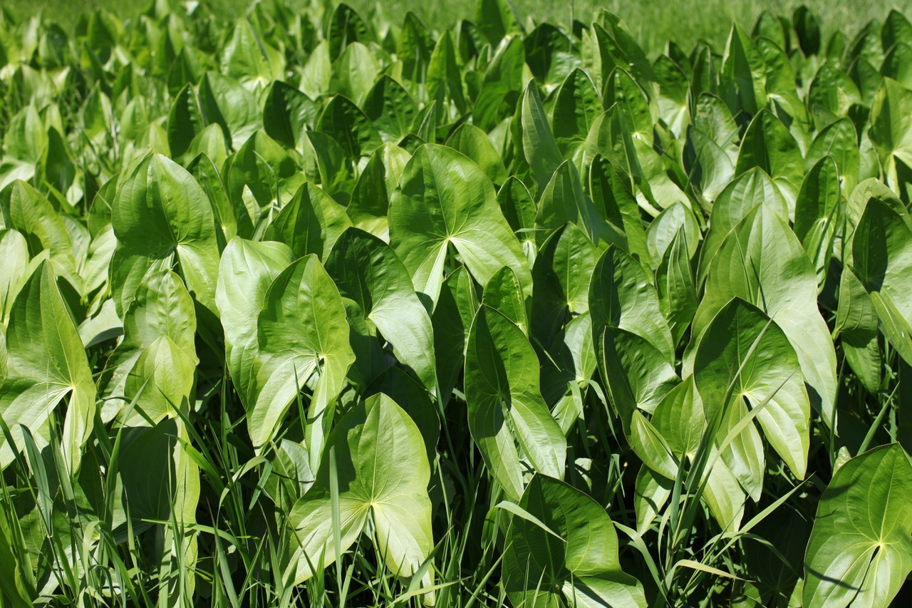 Good Stuff NW: Farm Bulletin: Our Land of Tule and Cattails