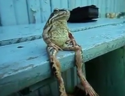 VIDEO: La rana sentada es la sensación en YouTube ~ ElGonzi.com