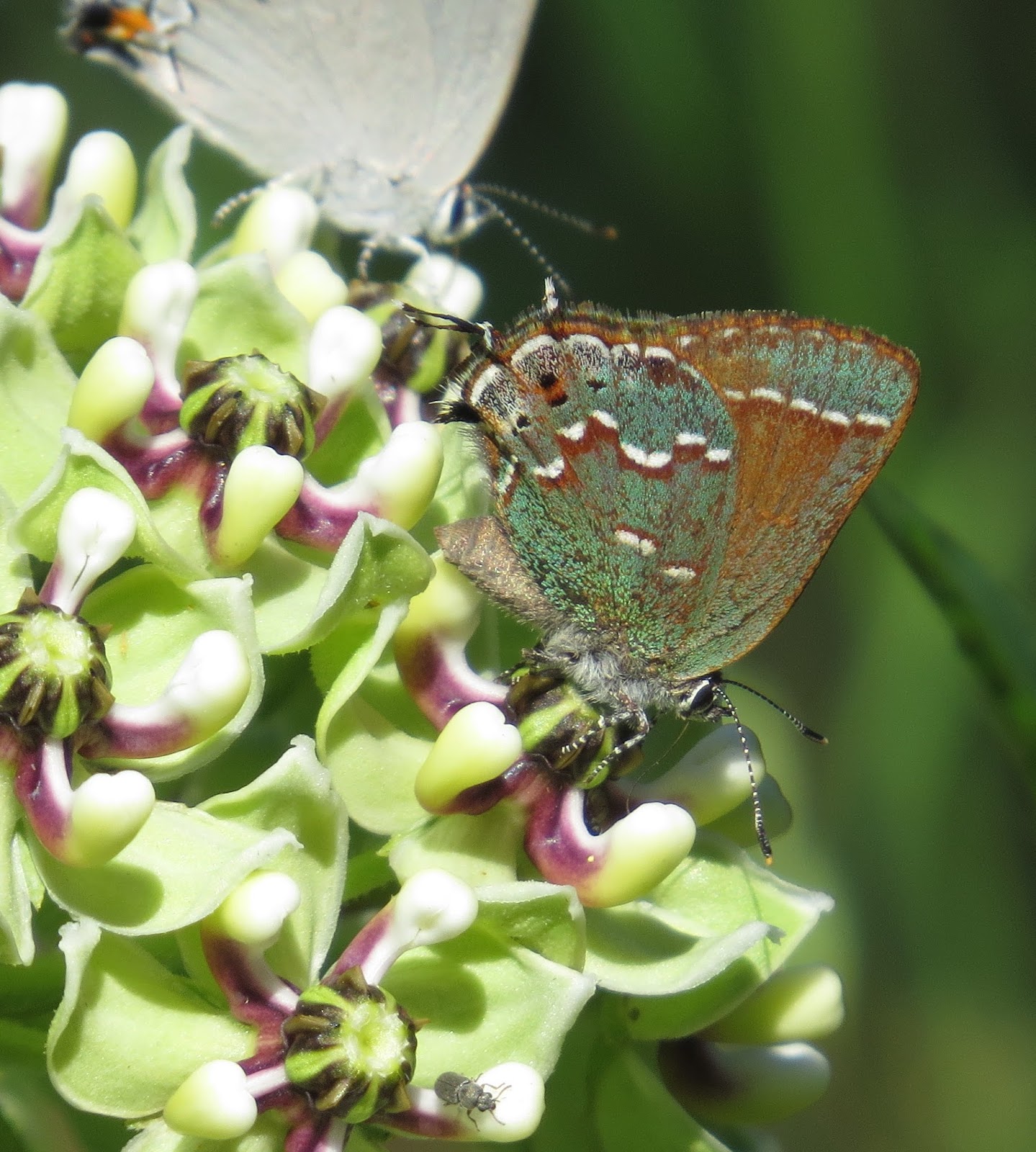 Bug Eric: Fun With Austin Butterfly Forum